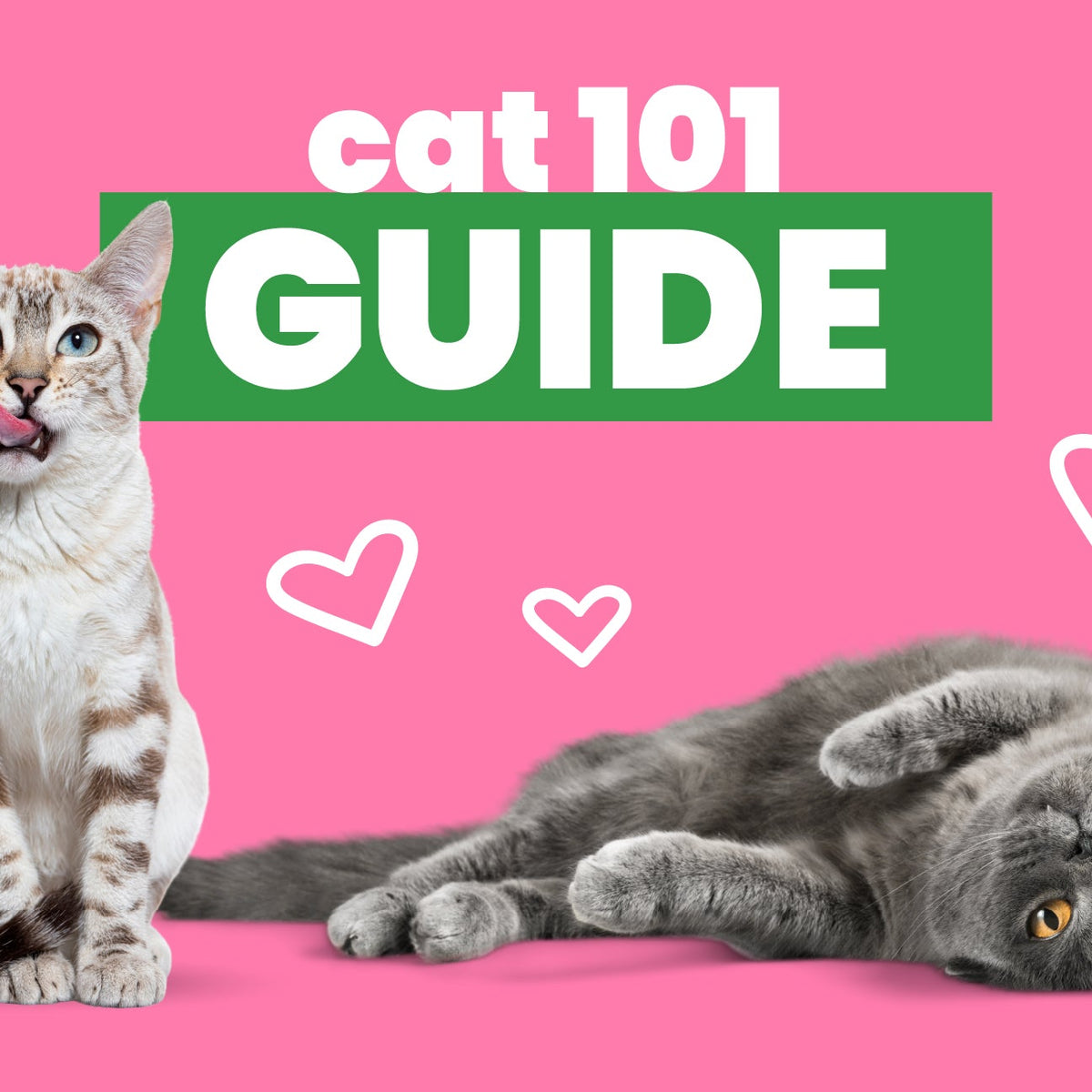 Cats 101: Care Resource Guide – Small Pet Select UK