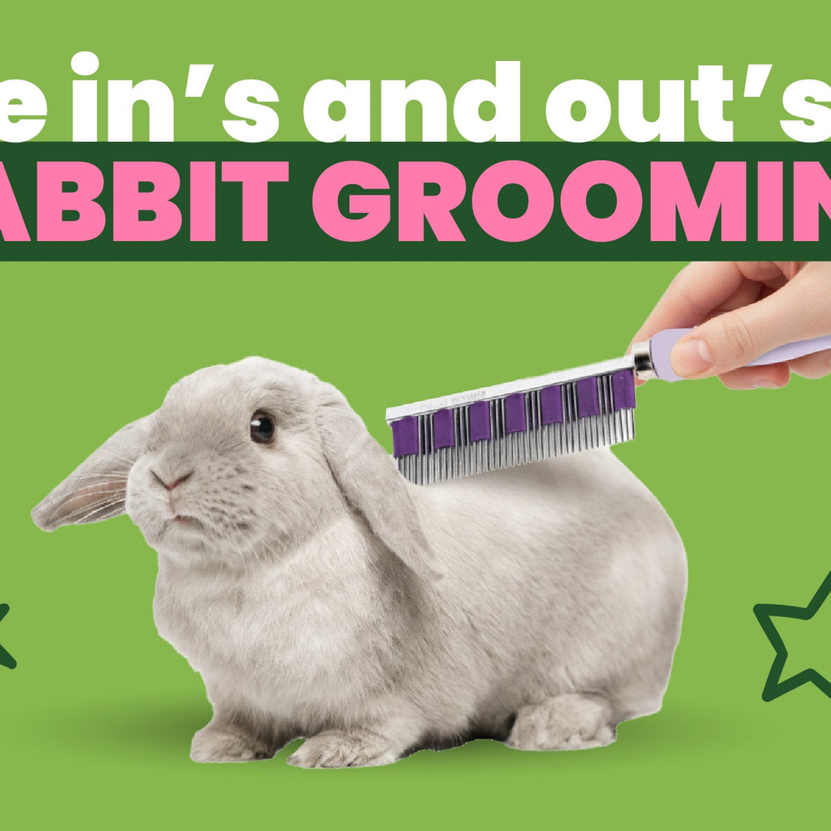 The Ins and Outs Of Rabbit Grooming – Small Pet Select UK