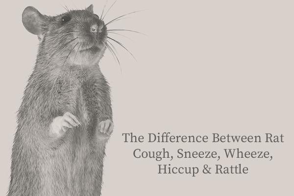 Rat Products - Small Pet Select UK